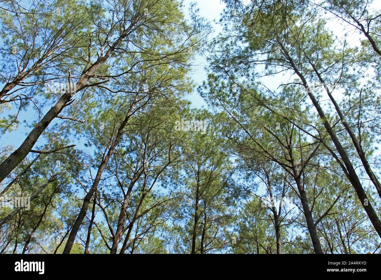 Southeast asia native hi-res stock photography and images - Alamy