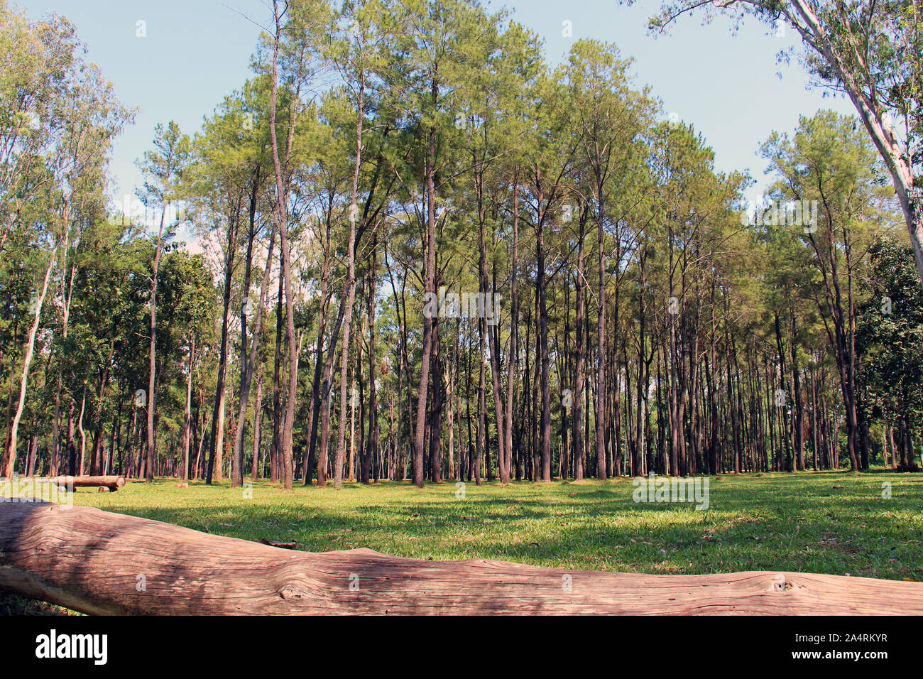 Tree native to southeast asia hi-res stock photography and images - Alamy