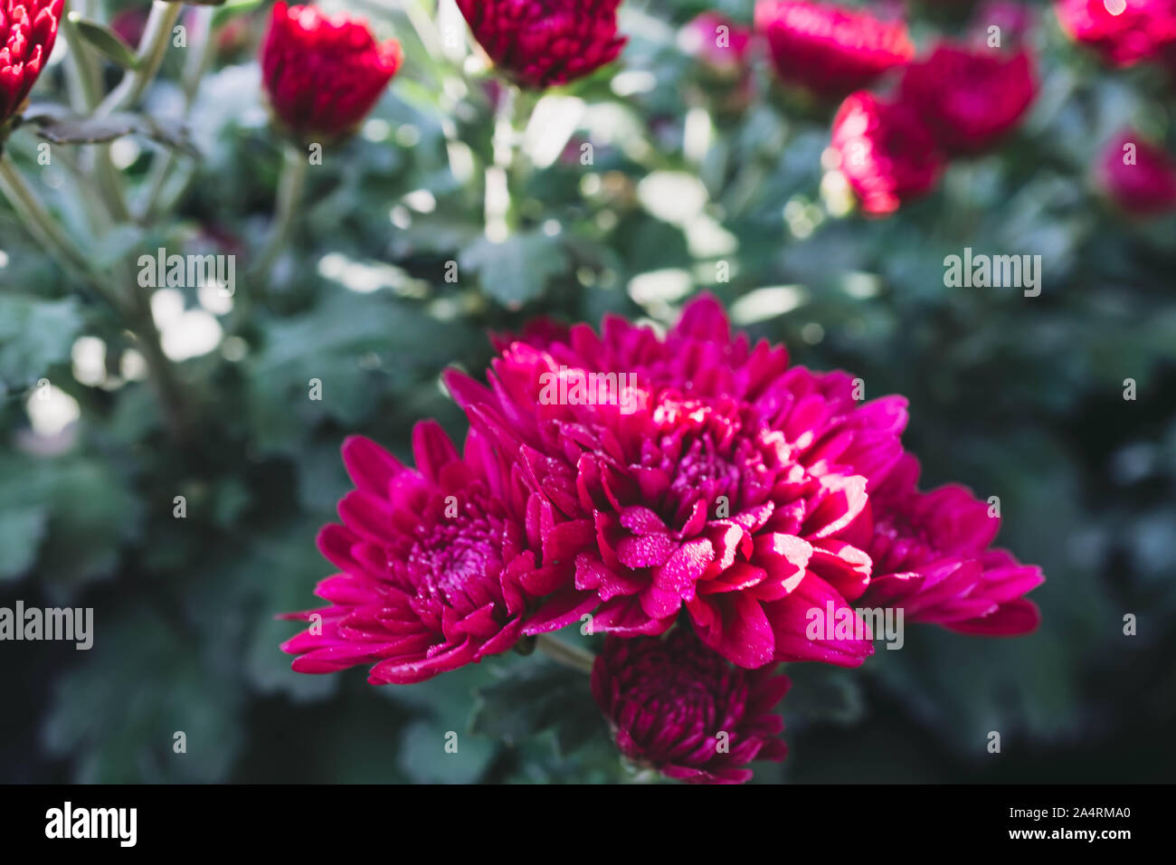 Red chrysanthemum flower in the garden with blur background Stock Photo ...