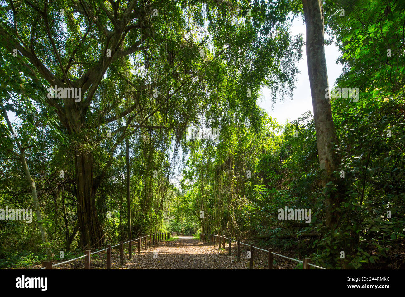 Beautiful scenic rainforest walk with control trail path to offer the ...