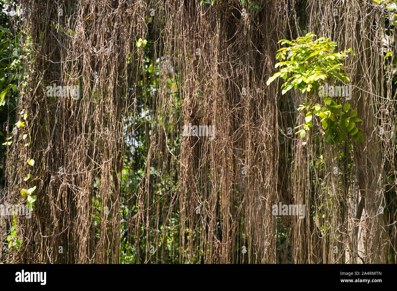 Long tree vines is a common sight at Thomson Nature Park, Singapore ...