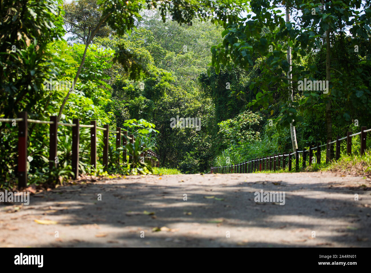 A low angle of man-made terrain path in the rainforest for user to ...