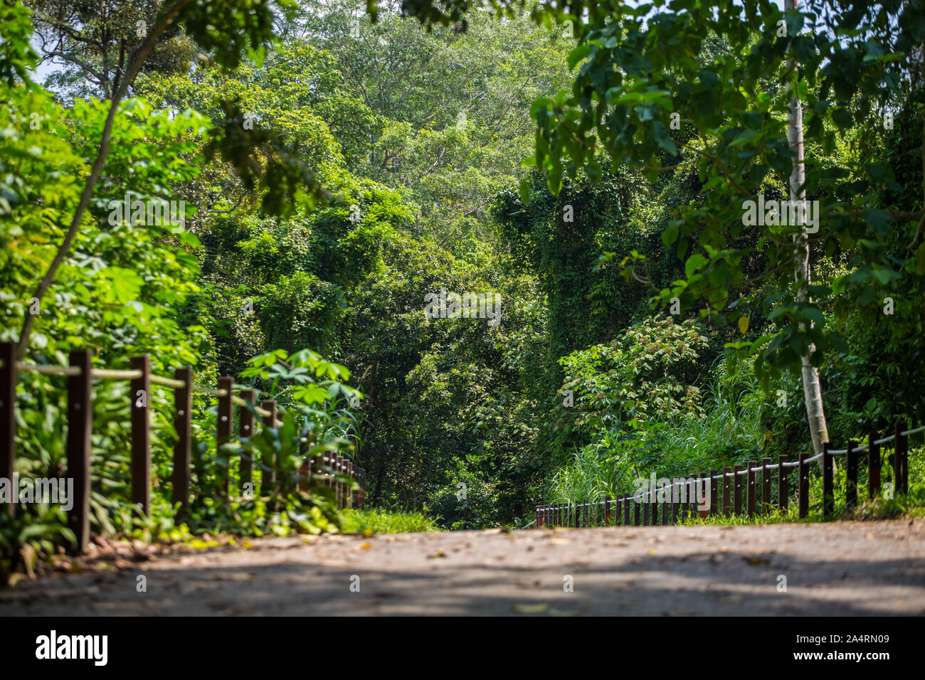 Low angle view of a trail path Thomson Nature Park in Singapore Stock ...