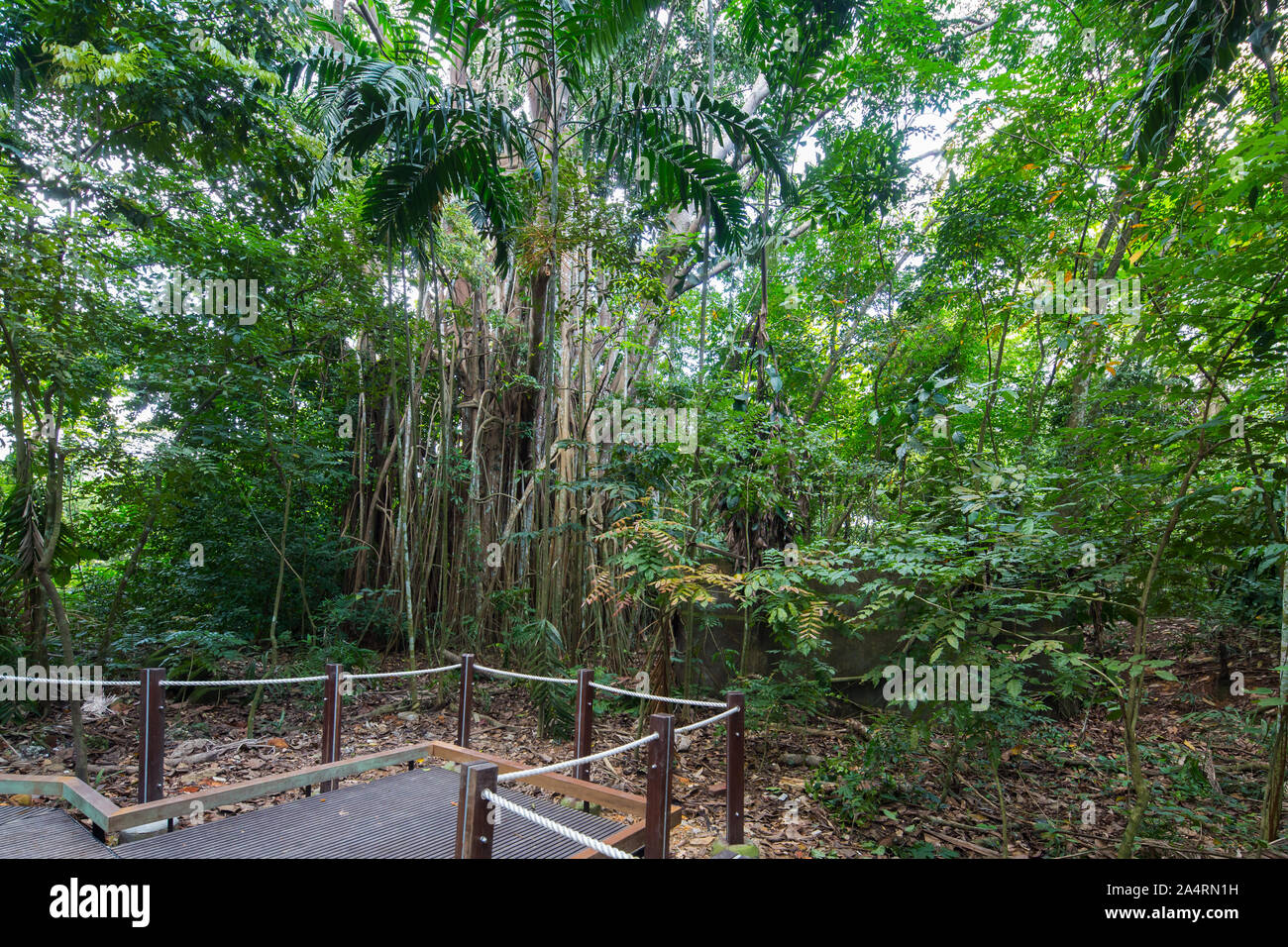 Primitive rainforest environment protect by the man-made boundary, a ...