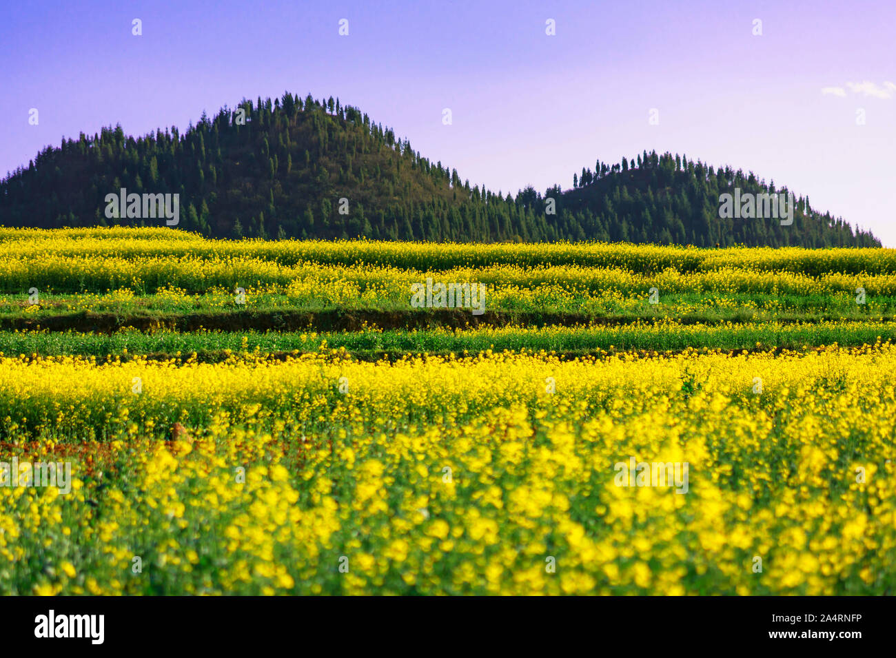 Yellow rapeseed flowers Field with blue sky at Luoping County, China ...