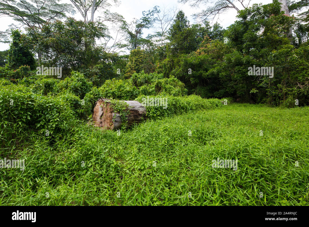 Outdoor scenery of fallen long thick log left on ground swallow by the ...