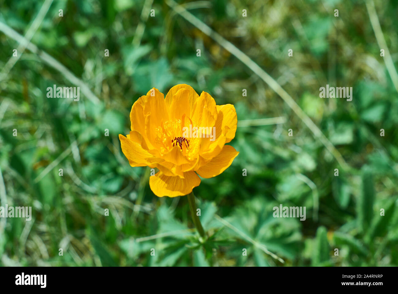 Trollius altaicus is an ornamental plant of the family Ranunculaceae ...