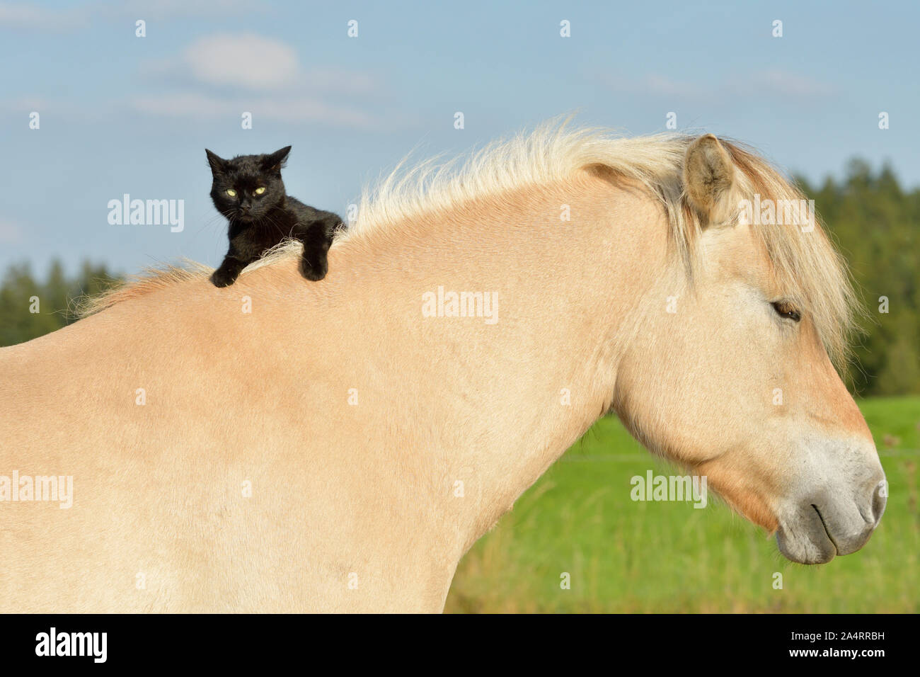 Fjord cat hi-res stock photography and images - Alamy