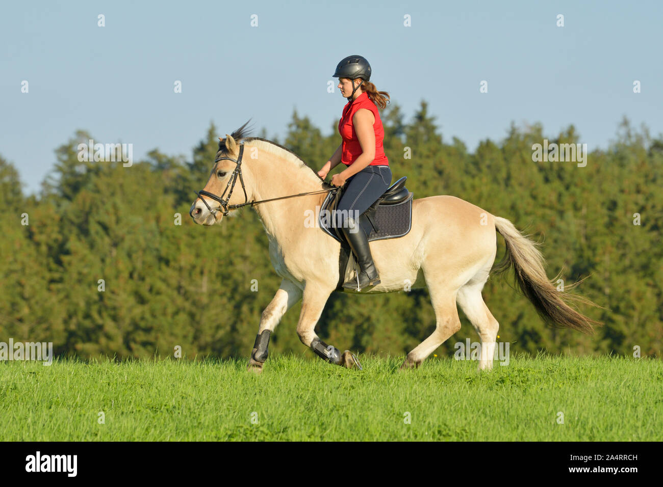 Dun Rider Riding Gallop Canter High Resolution Stock Photography and ...