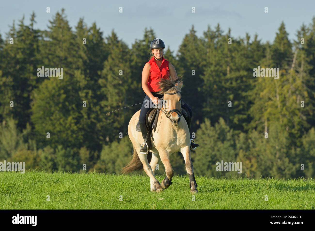 Dun Rider Riding Gallop Canter High Resolution Stock Photography and ...