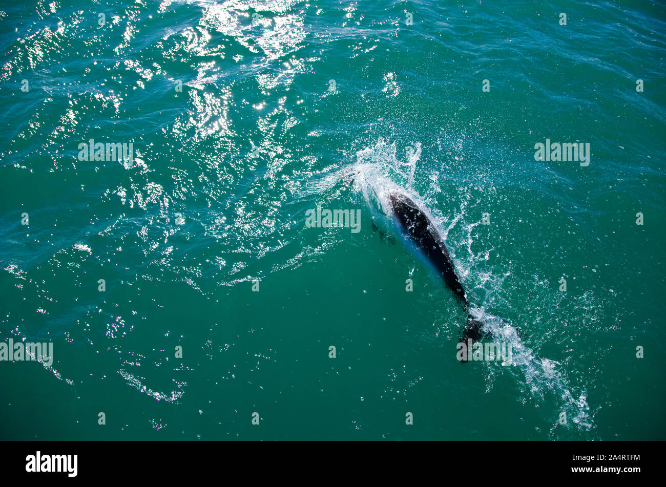 Tonina overa hi-res stock photography and images - Alamy