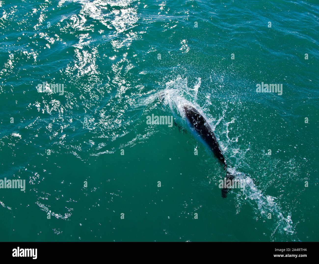 Delfin de Commerson o Tonina Overa (Cephalorhynchus commersonii),Ria ...