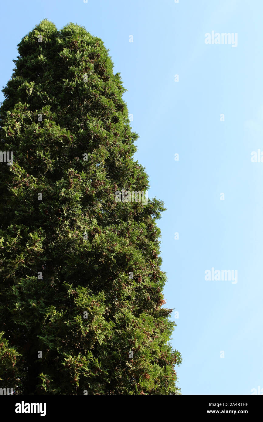 Top tree pattern hi-res stock photography and images - Alamy