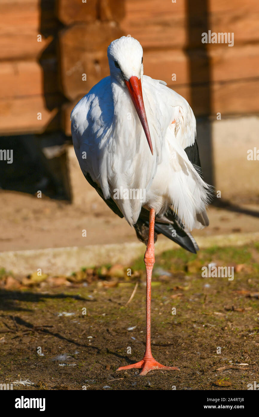 stork bird. standing on one leg. in sunny weather. red beak Stock Photo ...