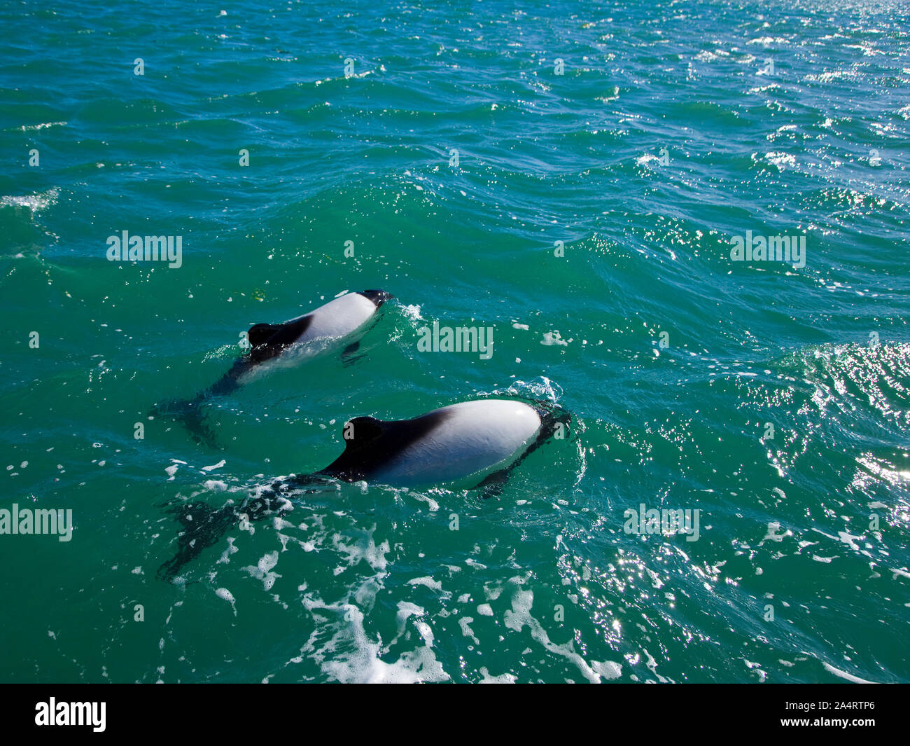 Tonina overa hi-res stock photography and images - Alamy