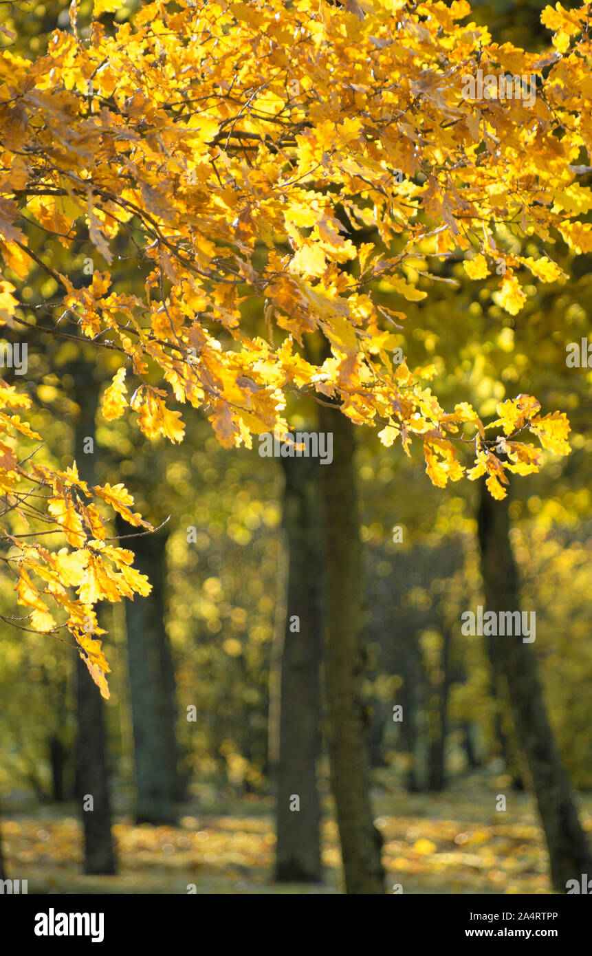 Indian oak trees hi-res stock photography and images - Alamy