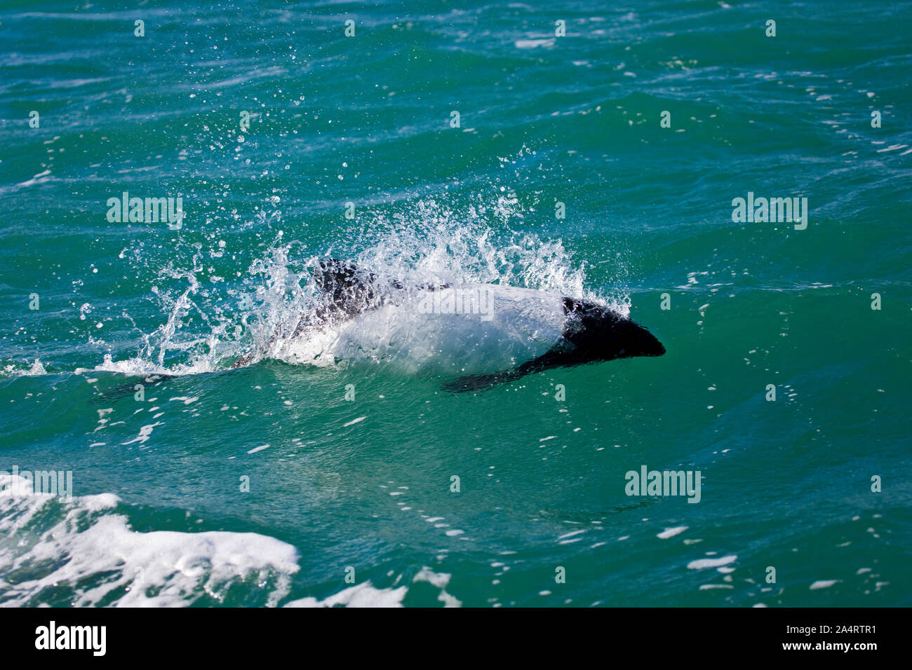 Delfin de Commerson o Tonina Overa (Cephalorhynchus commersonii),Ria ...