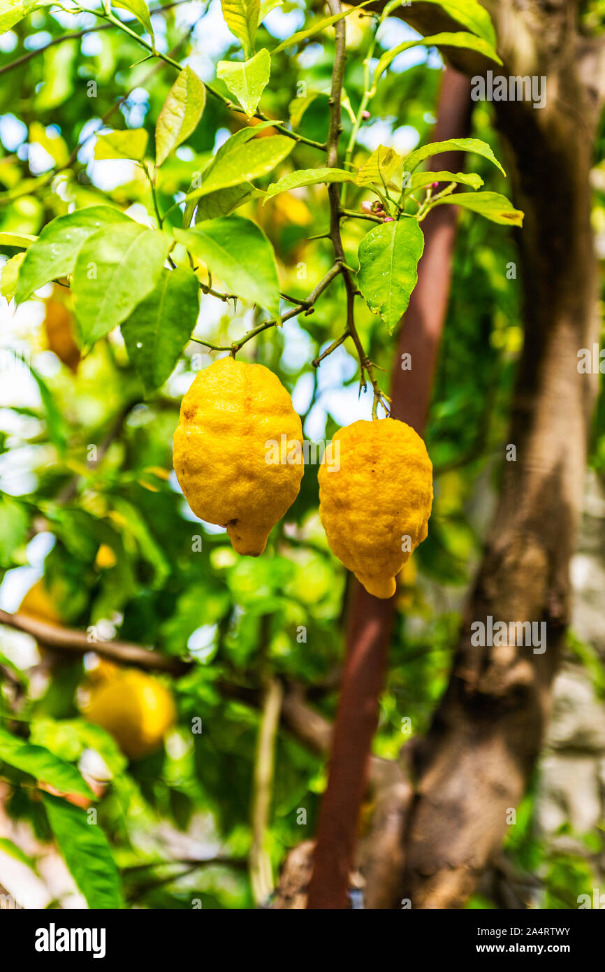 Sorrento lemons hi-res stock photography and images - Alamy