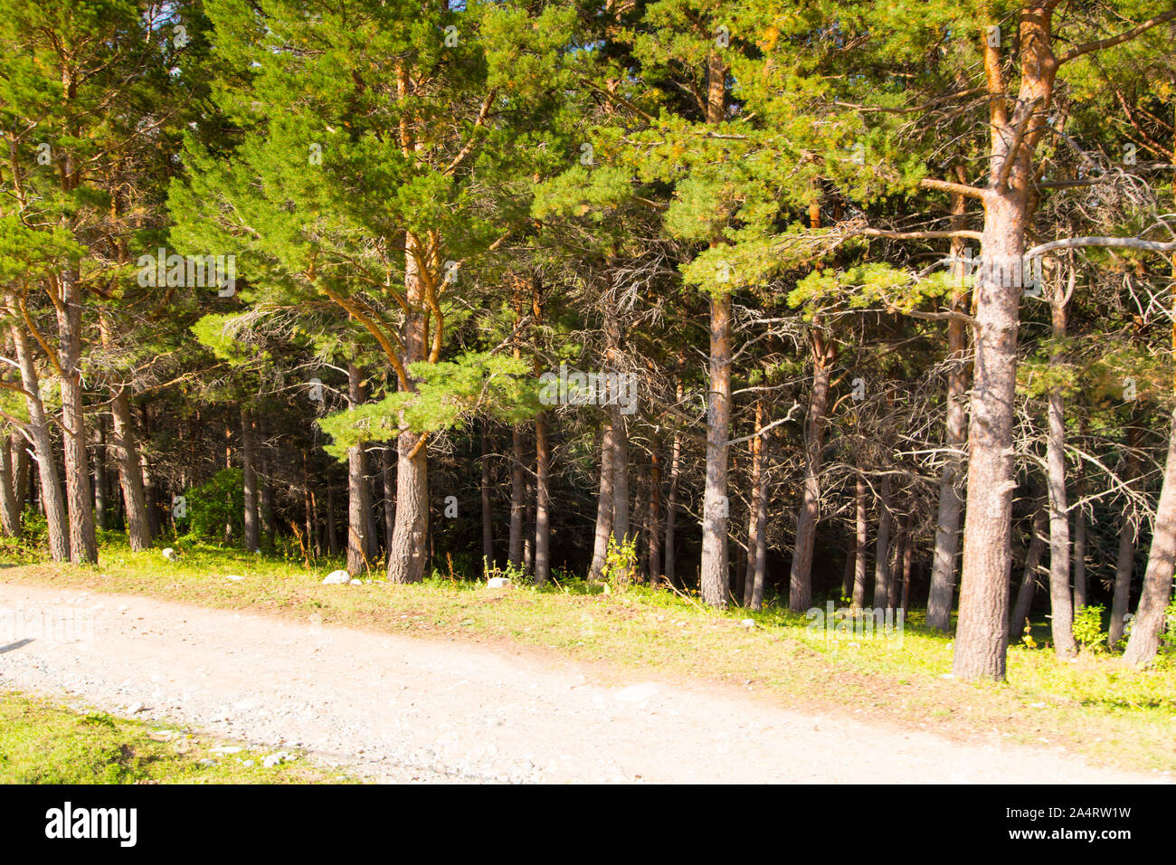 Summer forest with spruce trees. Natural background Stock Photo - Alamy