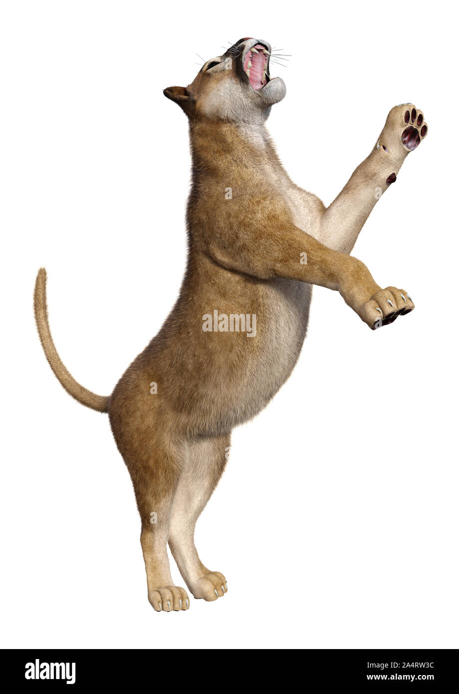 3D rendering of a big cat puma isolated on white background Stock Photo ...