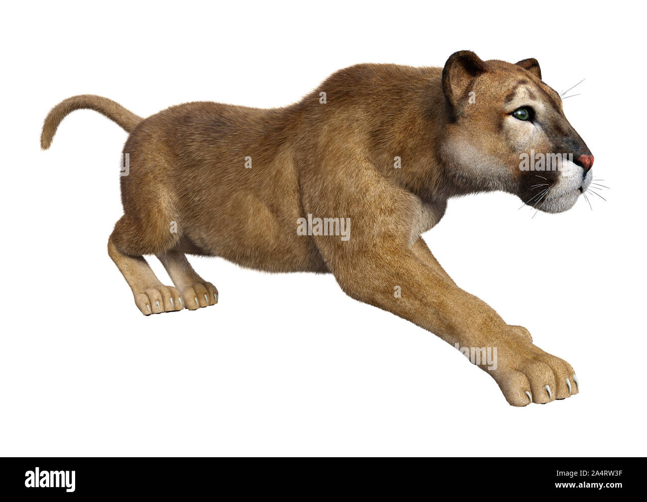 3D rendering of a big cat puma isolated on white background Stock Photo ...