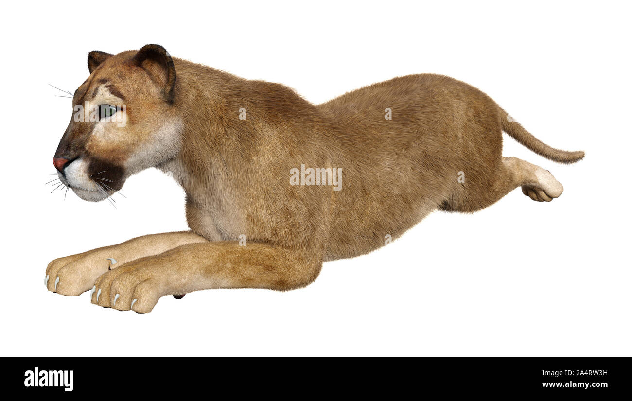 3D rendering of a big cat puma isolated on white background Stock Photo ...