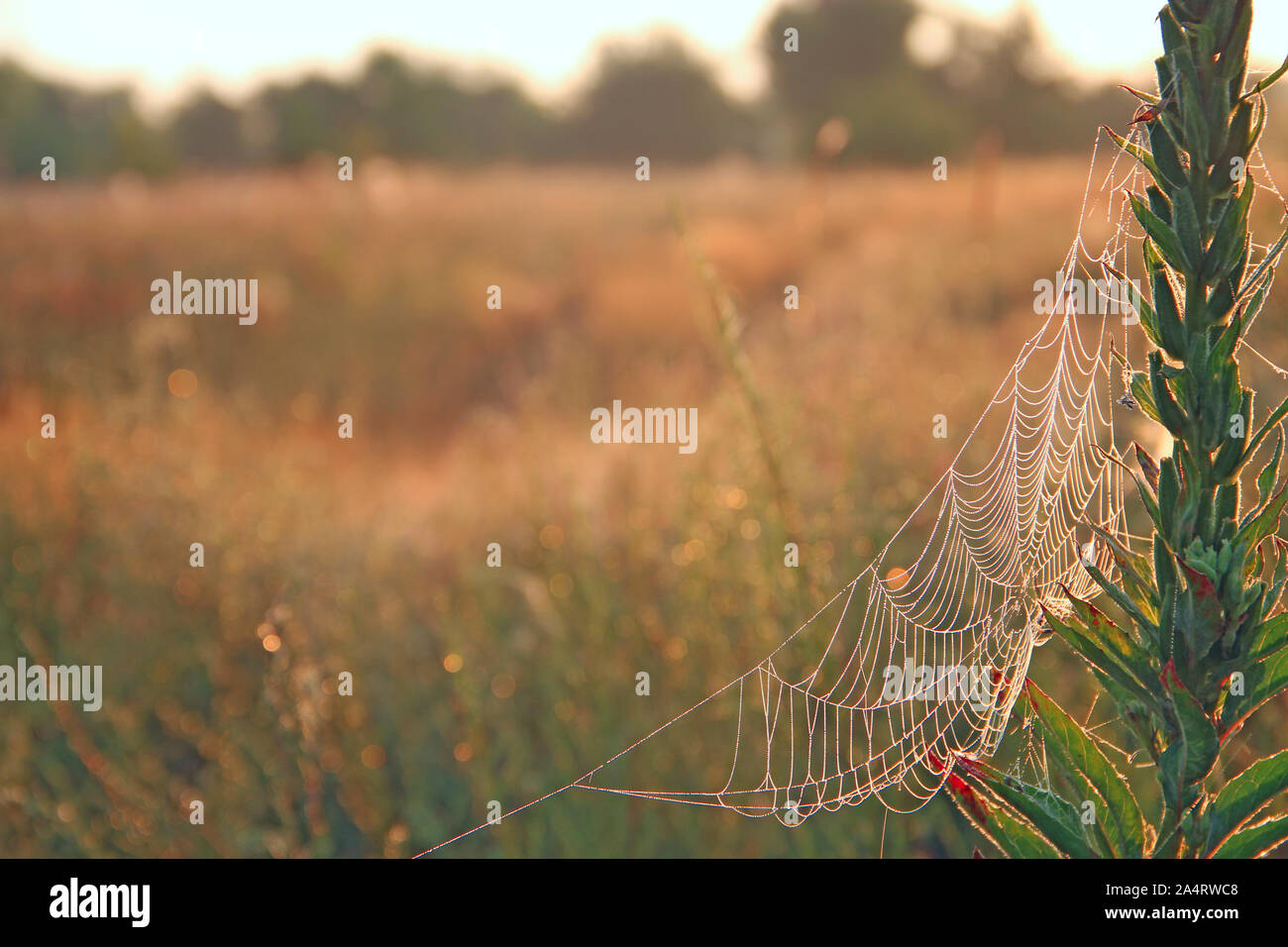 Big cobweb among blades in field in sun light at dawn. Spider's web in ...