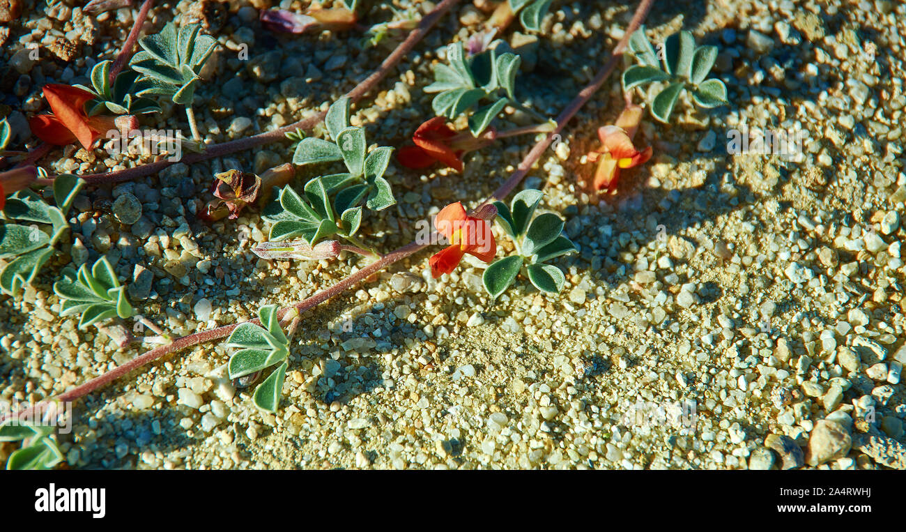 red desert flower, Mongolian Altai, mongolia Stock Photo - Alamy