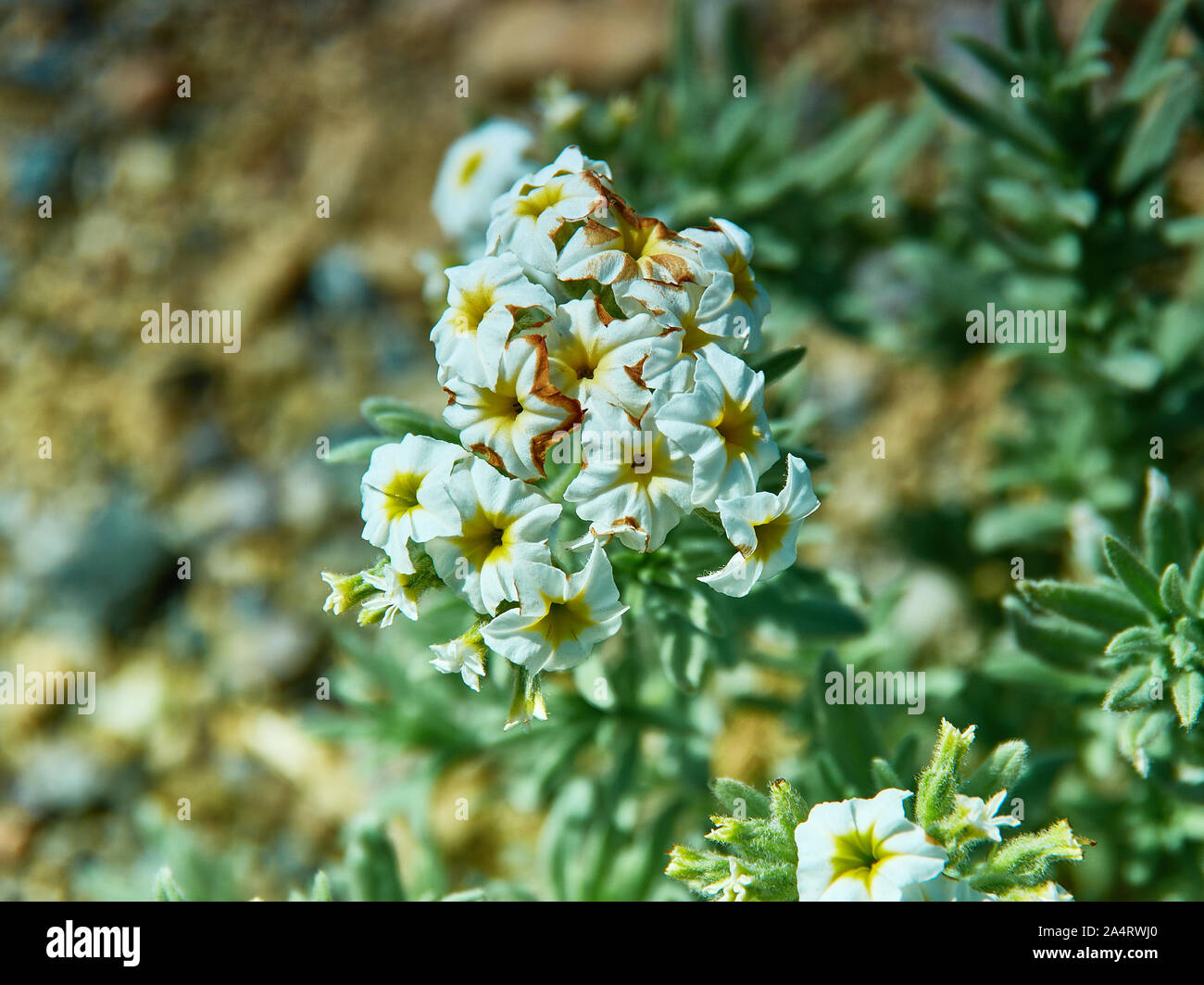 Mongolian flower hi-res stock photography and images - Alamy