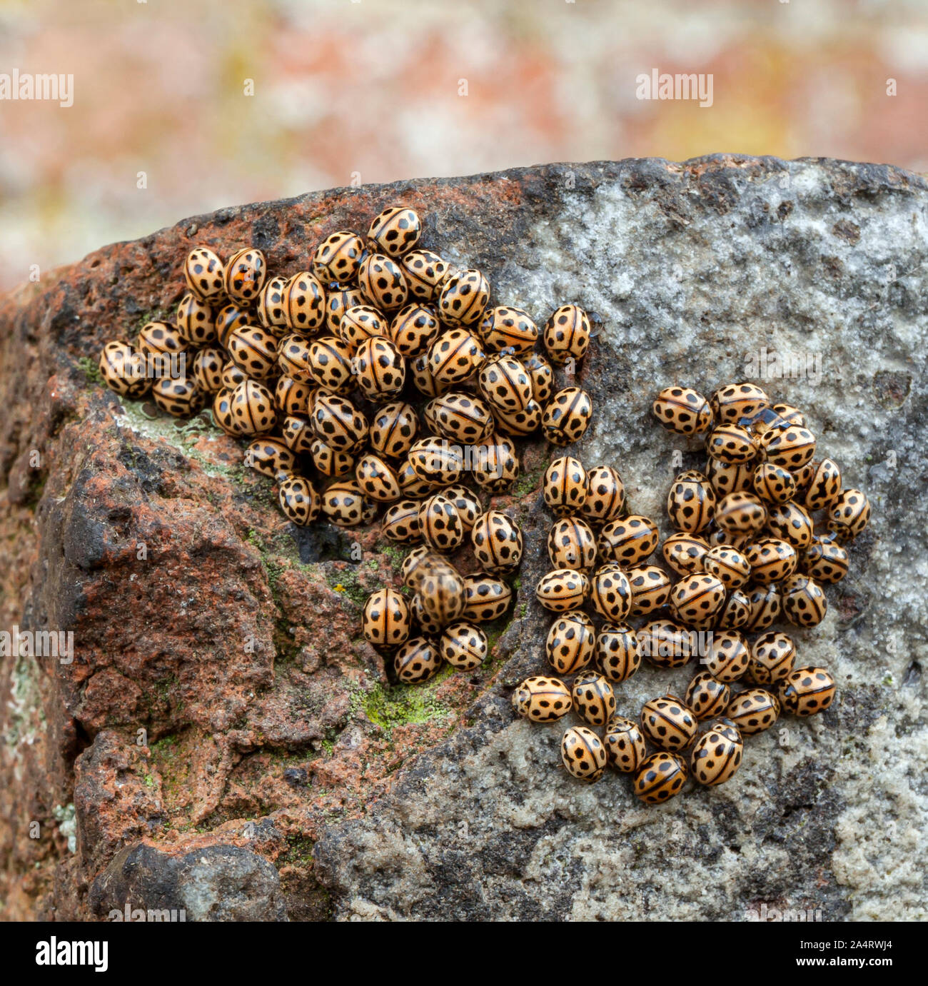 16 spot ladybirds hi-res stock photography and images - Alamy