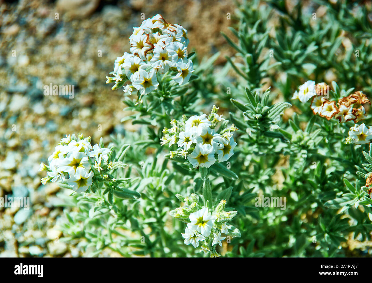 Mongolian flower hi-res stock photography and images - Alamy