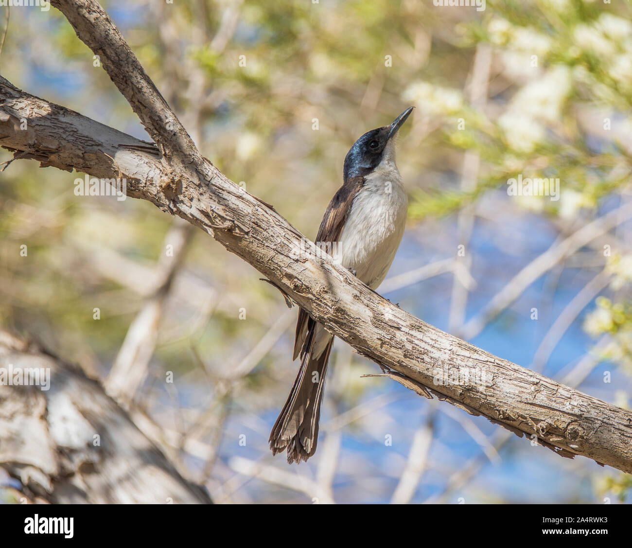 To catch insects hi-res stock photography and images - Alamy