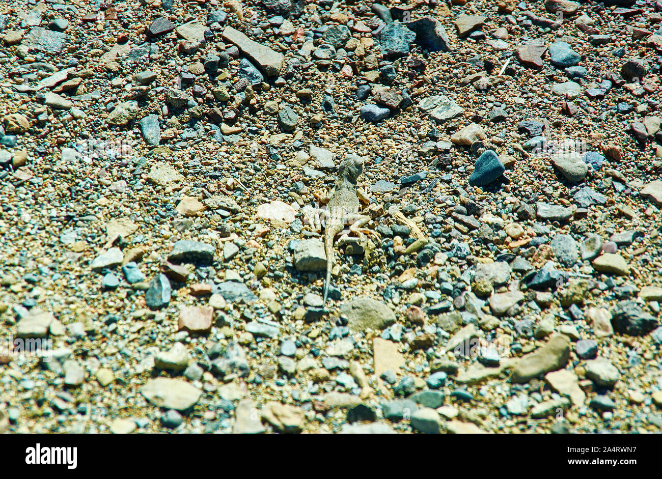 Phrynocephalus versicolor,species of agamid lizard found in desert ...