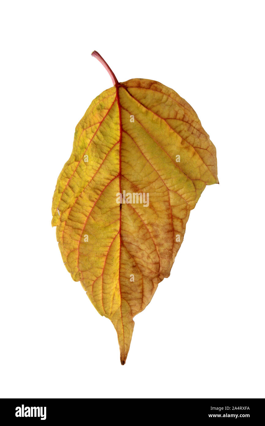 Spinning leaf Cut Out Stock Images & Pictures - Alamy