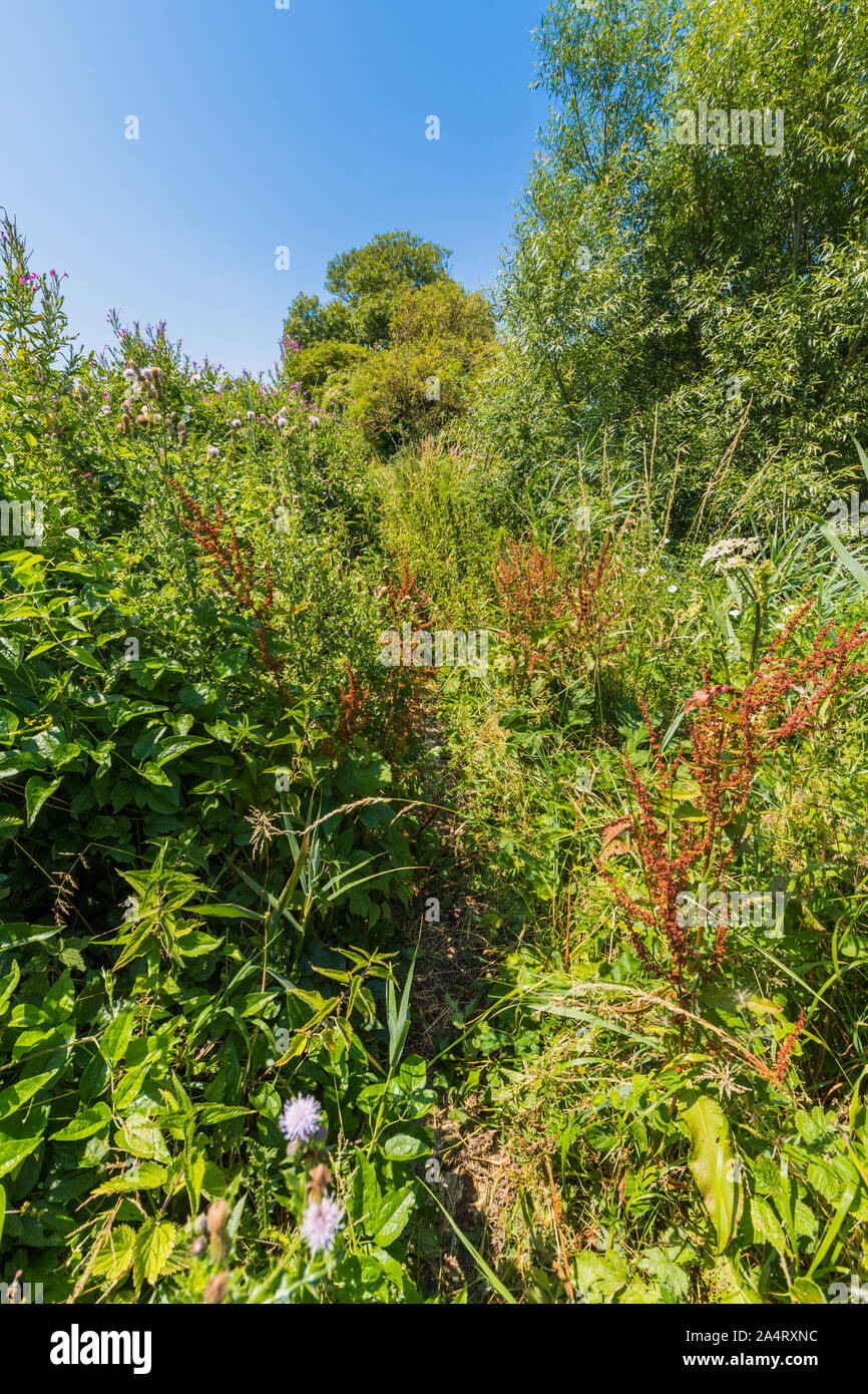 Dense overgrown area bushes hi-res stock photography and images - Alamy