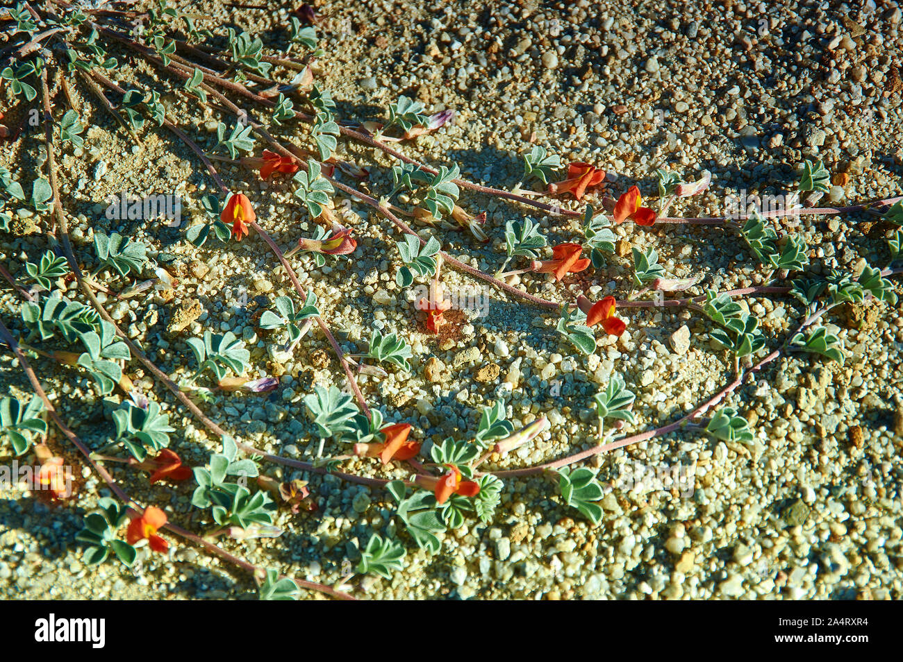 Mongolian flower hi-res stock photography and images - Alamy