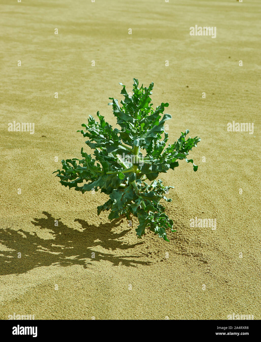 Plants In The Gobi