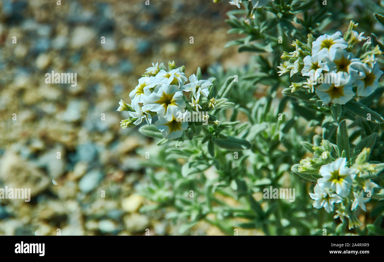Mongolian flower hi-res stock photography and images - Alamy