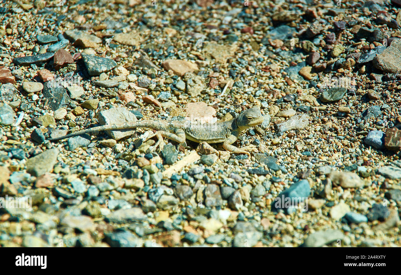 Phrynocephalus versicolor hi-res stock photography and images - Alamy