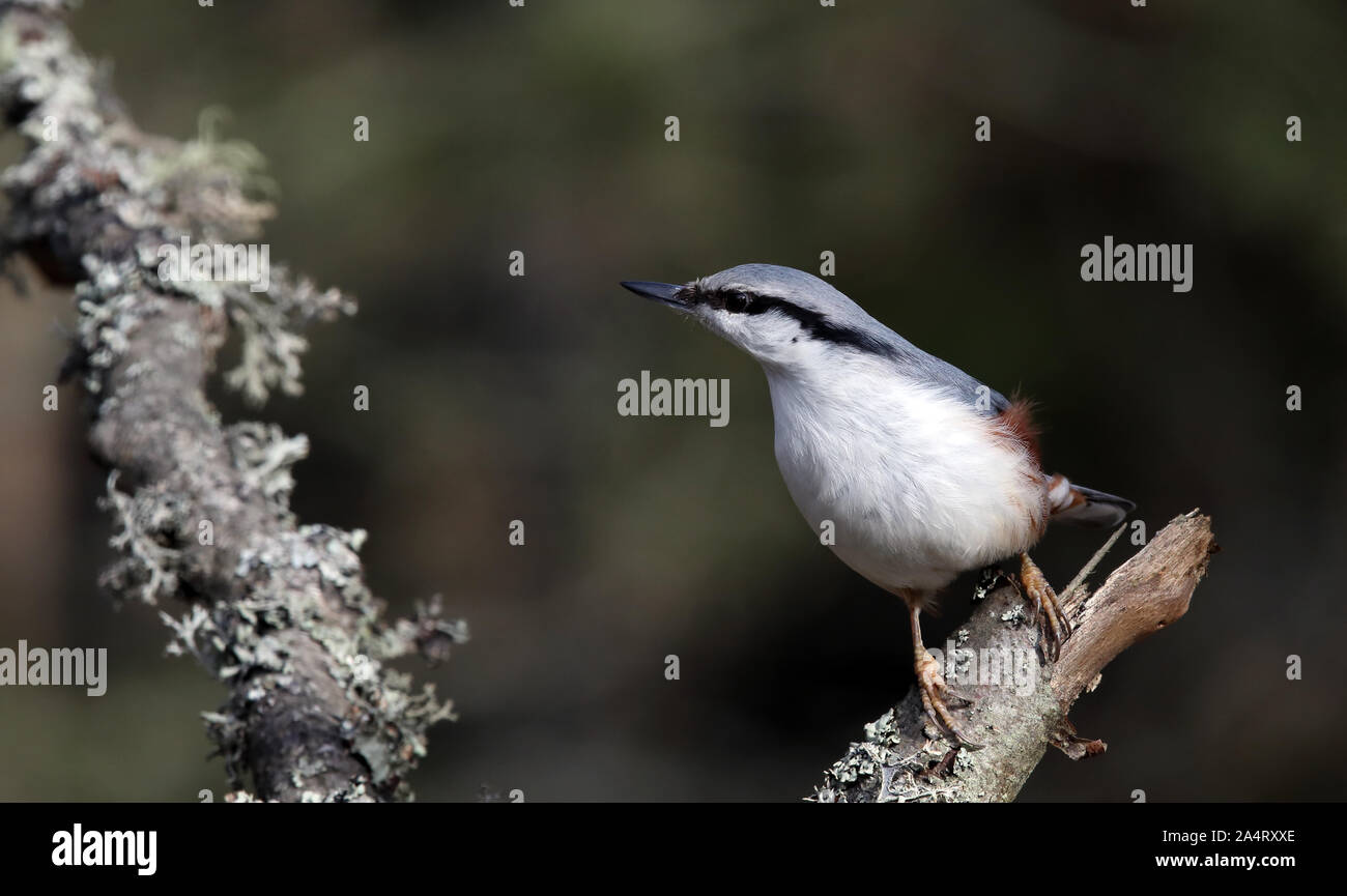 Nuthatch, Eurasian nuthatch, Sitta europaea Stock Photo - Alamy