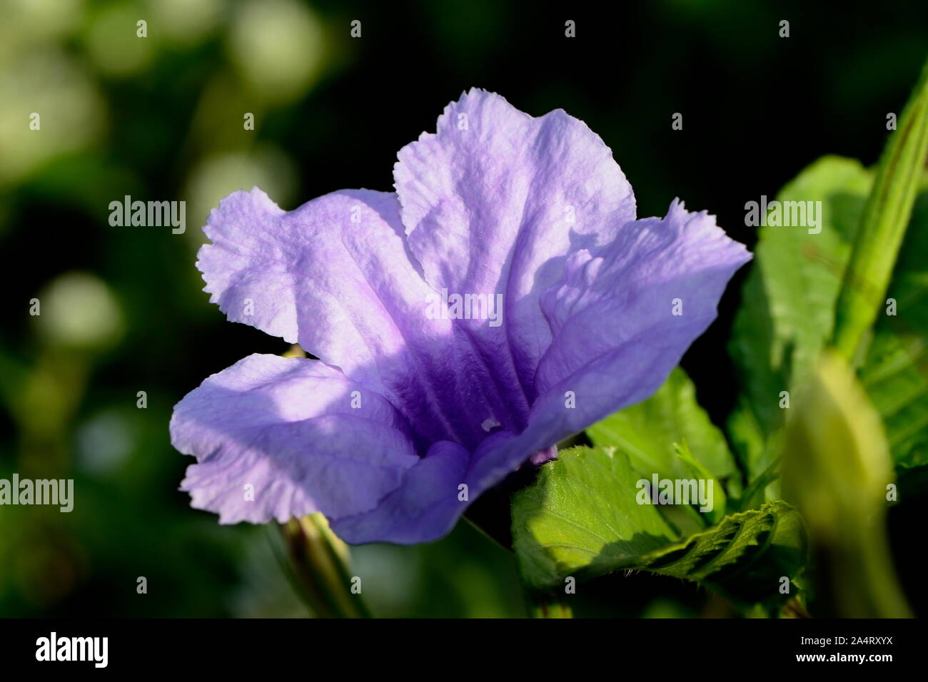 Ruellia High Resolution Stock Photography and Images - Alamy