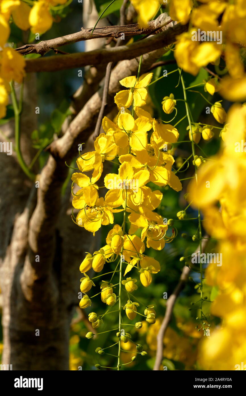 National tree. Thailand Golden Shower flowers background Stock Photo ...
