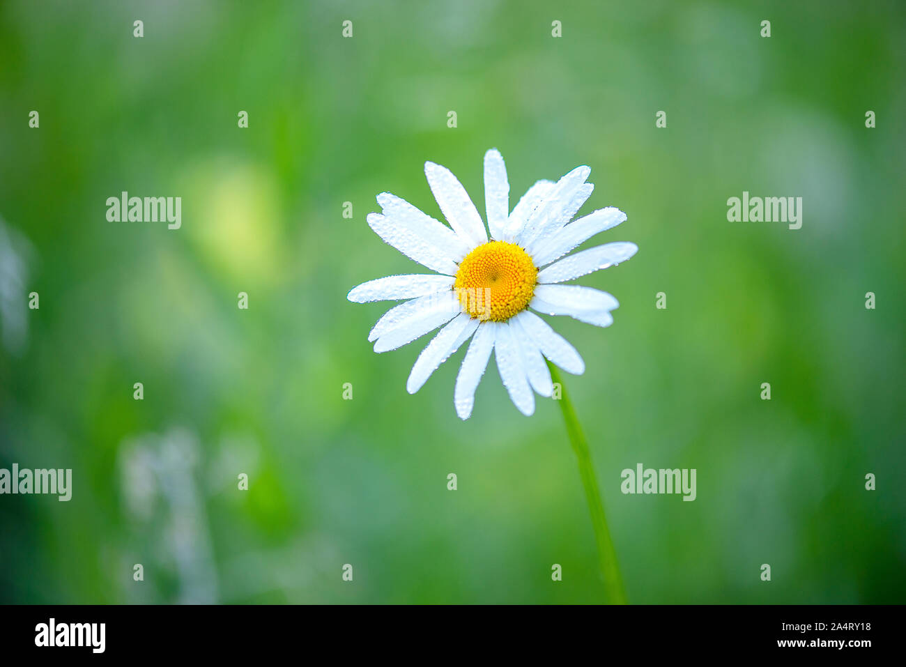 beautiful daisy over green background in nature Stock Photo - Alamy