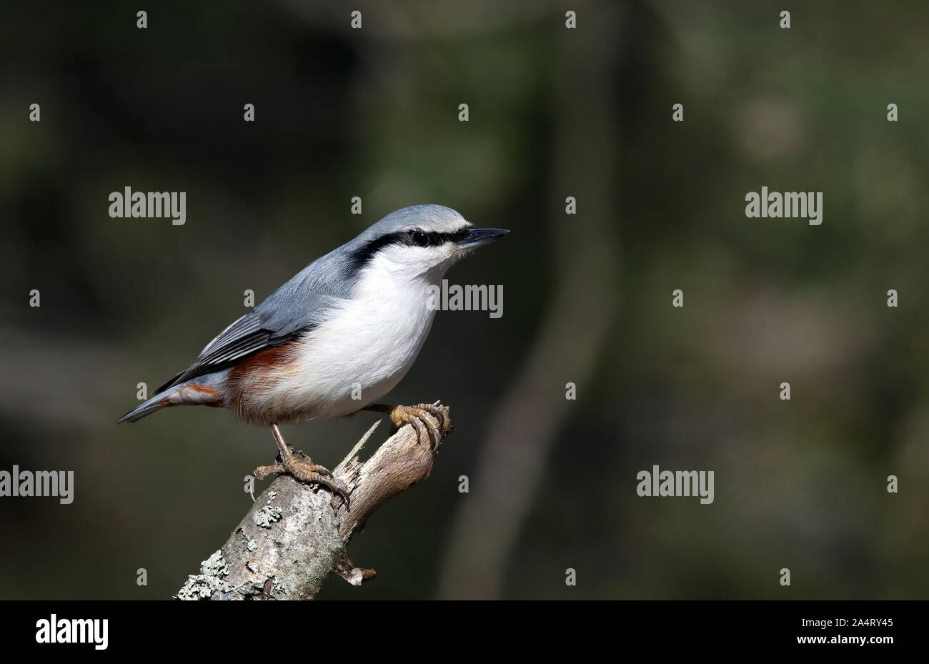 Nuthatch, Eurasian nuthatch, Sitta europaea Stock Photo - Alamy
