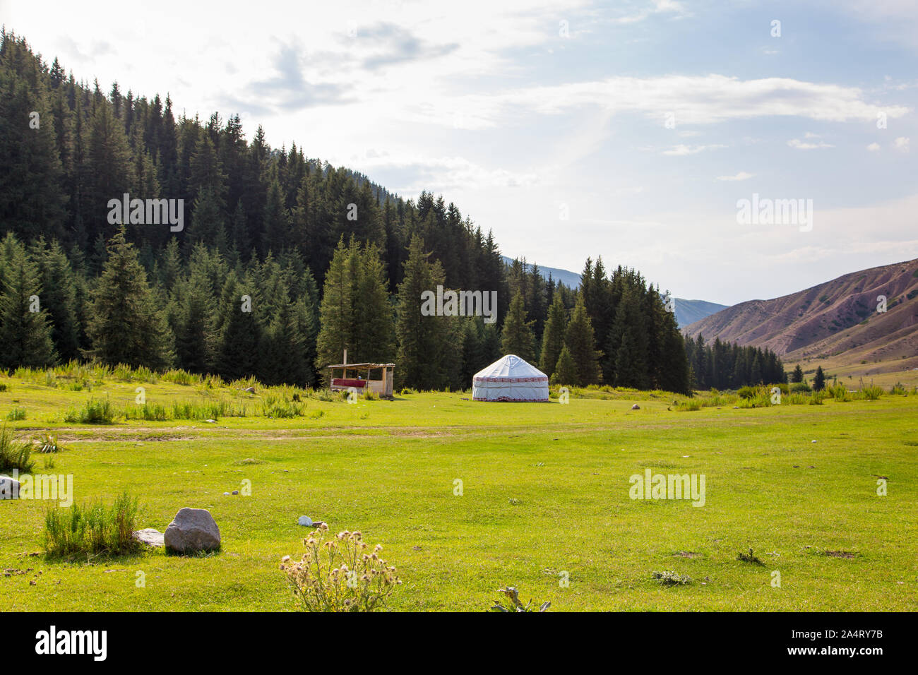 Summer landscape in the mountains. Tall trees of a Christmas tree, the ...