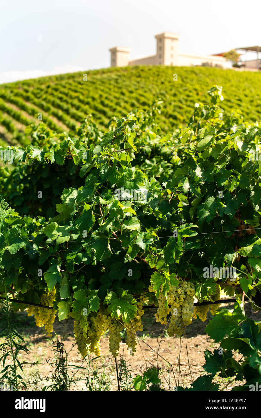 Winery on hill and vineyards rows. Winery building on top of the hill ...