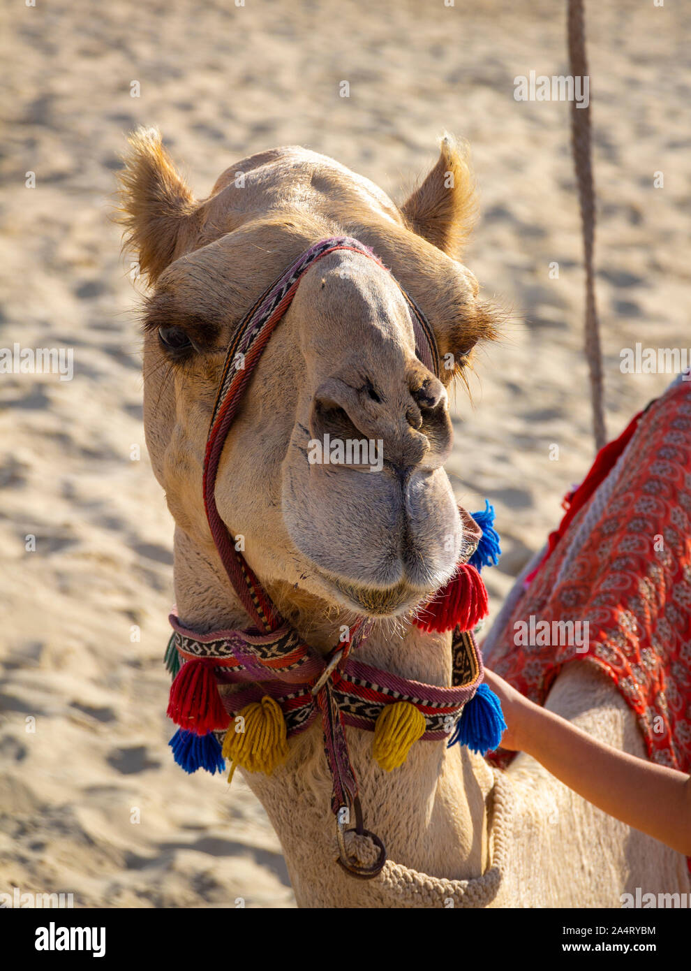 Smart face of a walking camel on the beach Stock Photo - Alamy