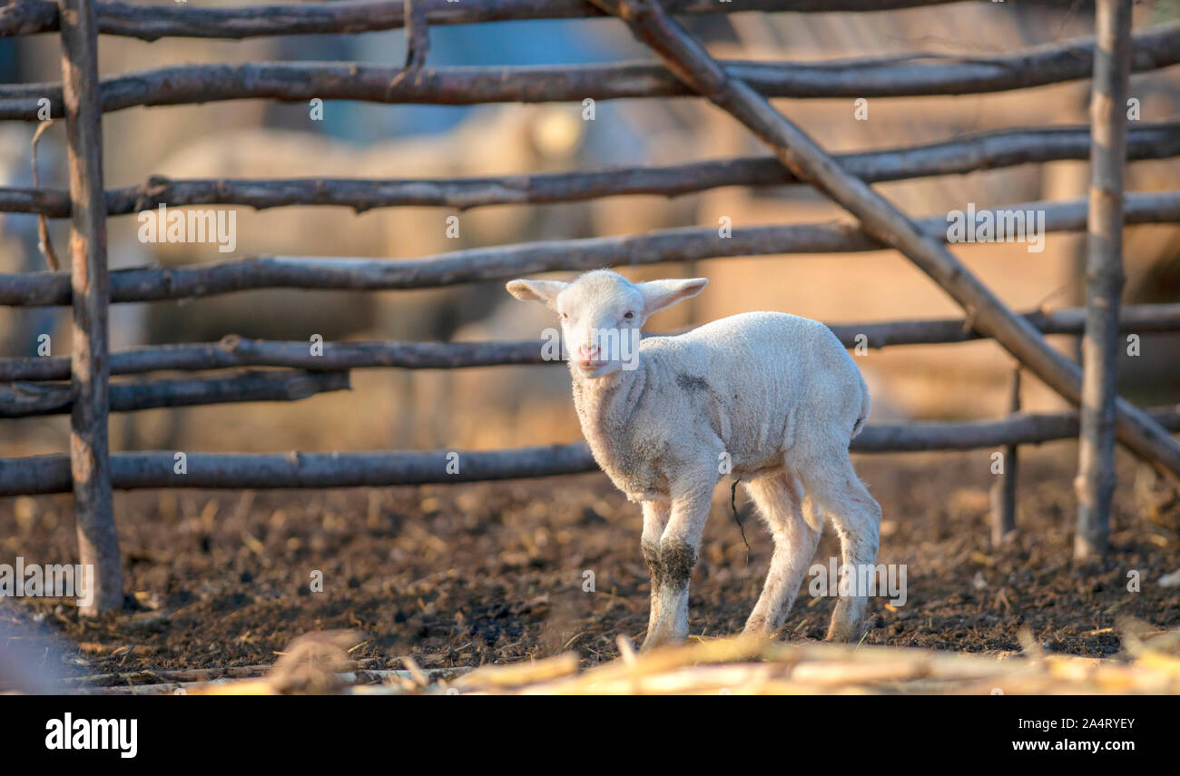 Lamb on farm detail hi-res stock photography and images - Alamy