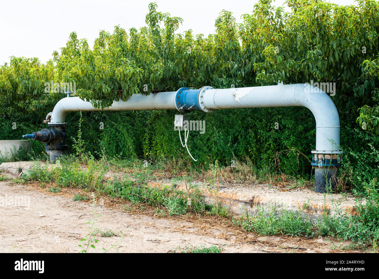 Peaches orchard hi-res stock photography and images - Alamy