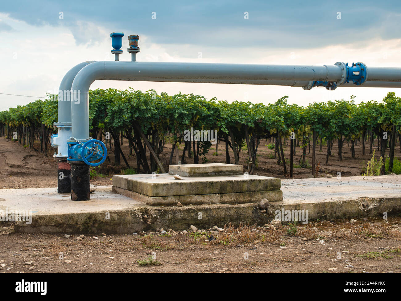 Vineyard watering hi-res stock photography and images - Alamy